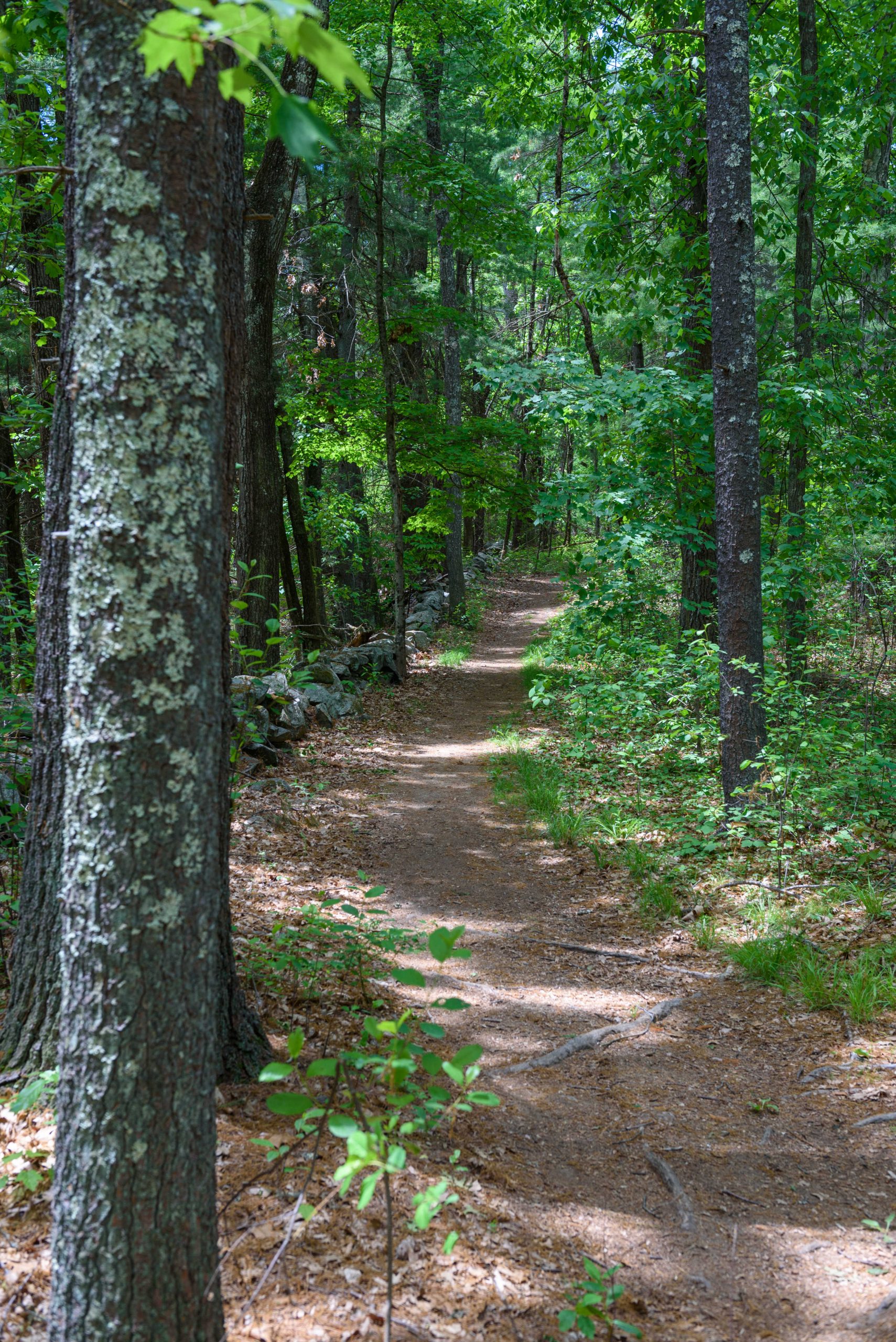 MassDCR, City of Marlborough, & Sudbury Valley Trustees Expand Callahan ...